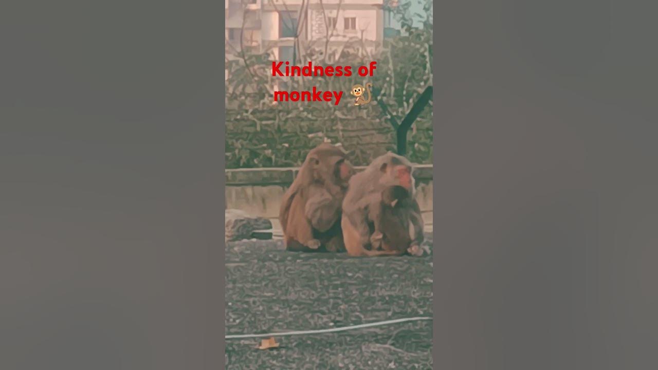 Kindness of monkey 🐒🐒#famliytime #love #cute #video #shortvideos #short ...
