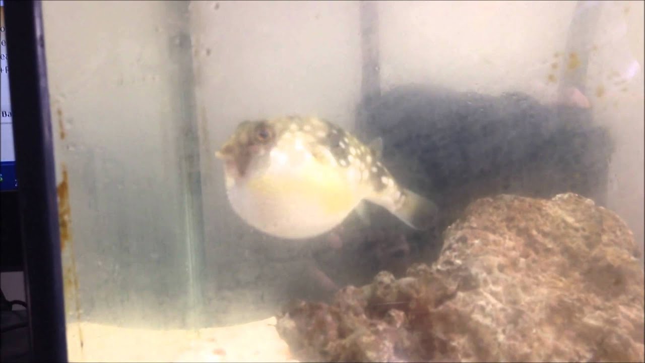 Aquarium Diary 20: Milk Spotted Puffer (Chelonodon Patoca) the Spotty ...