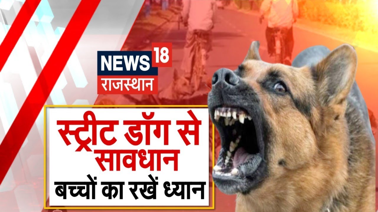 Rajasthan News: आवारा कुत्तों का Rajasthan में बड़ा आतंक | Street Dogs ...