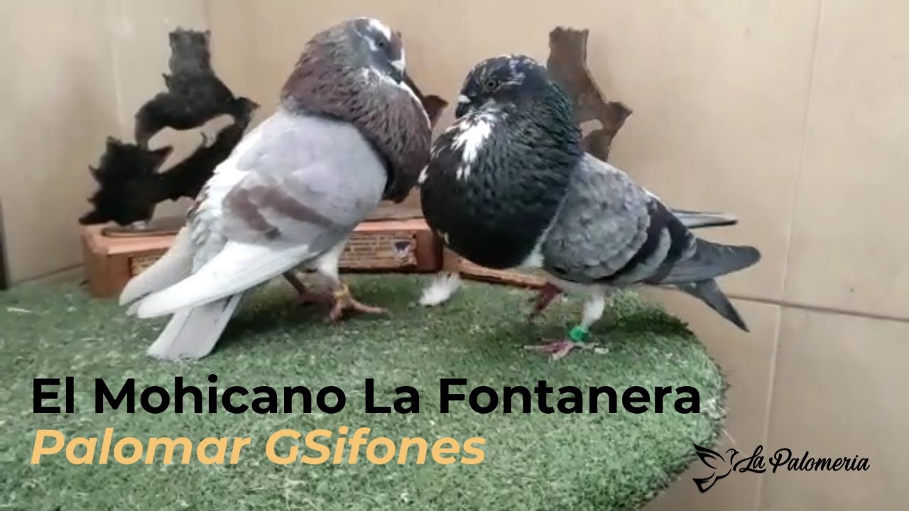 Buchón Gaditano Jerezano de vuelo semilleros - YouTube