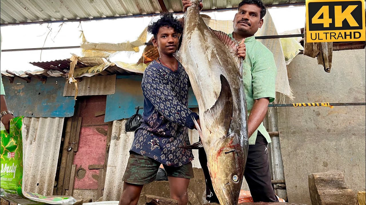 Kadora fish cutting video/Fishcuttingrs #fishcuttingrs #kasimedu #fish ...