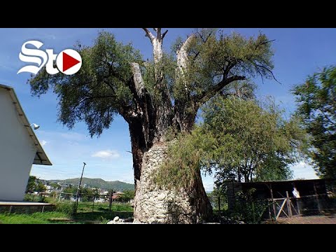 Un ahuehuete de más de mil 500 años se resiste a perder su esencia🌳 ...