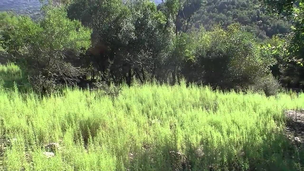 αγριογουρουνο - YouTube