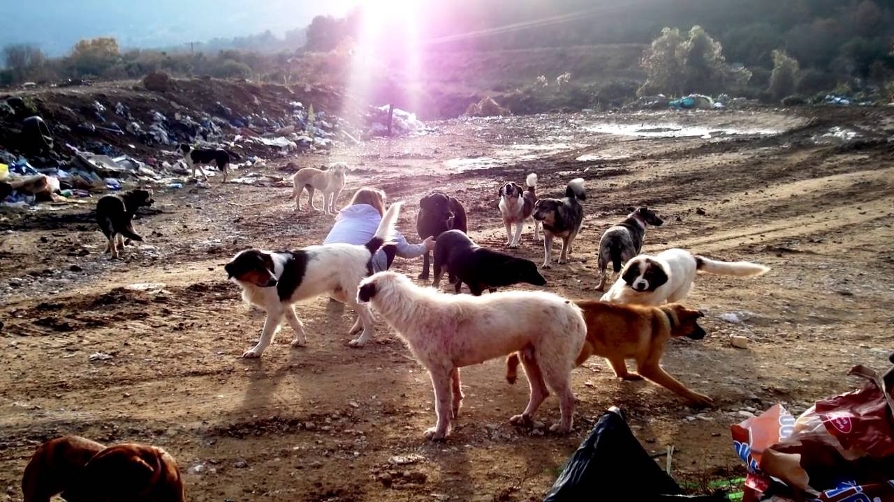 ΦΙΛΟΙ ΤΩΝ ΖΩΩΝ ΔΡΑΜΑΣ ΑΔΕΣΠΟΤΑ ΖΩΑ ΣΥΝΤΡΟΦΙΑΣ ΤΗΣ ΠΡΩΗΝ ΧΩΜΑΤΕΡΗΣ ΣΙΨΑΣ ...