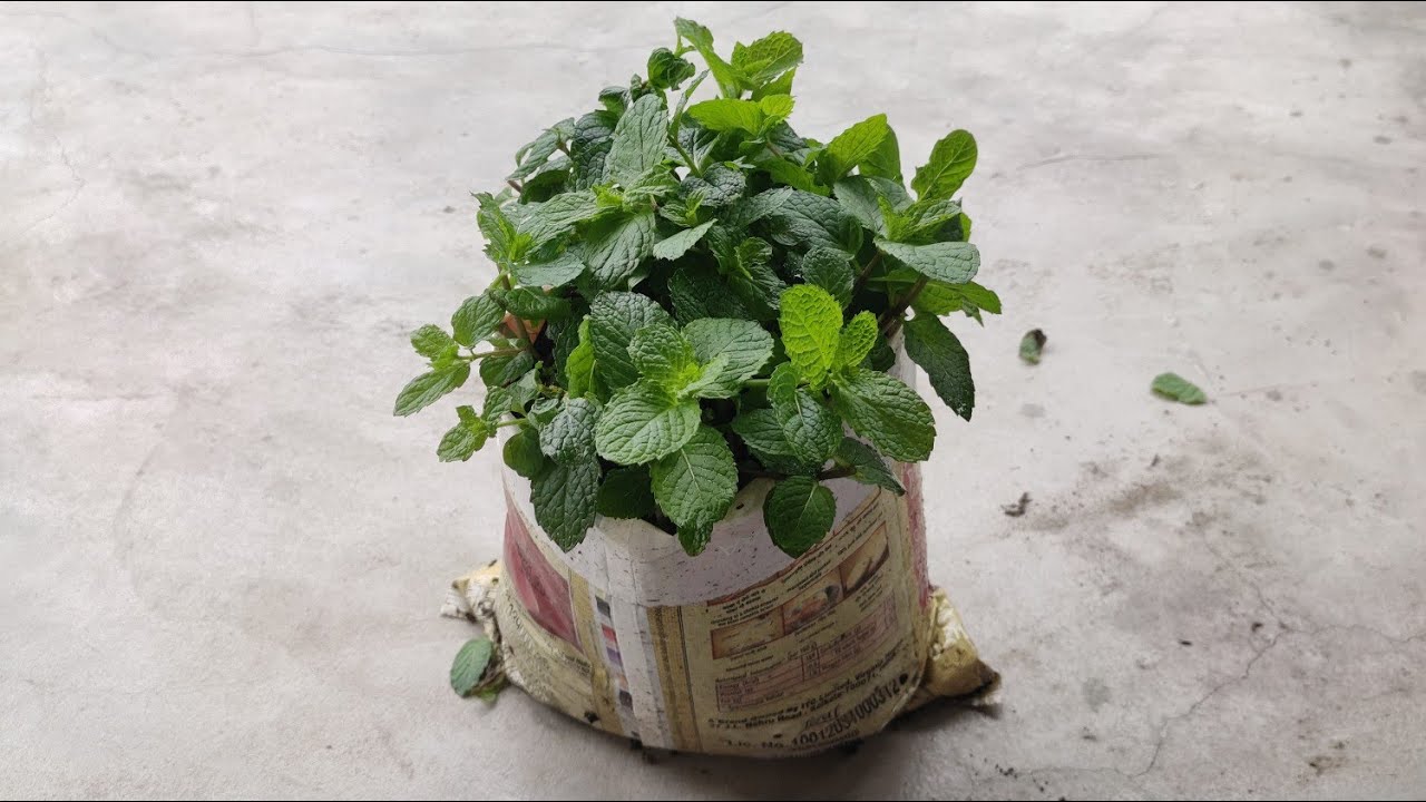 Grow pudina at home from cutting - YouTube