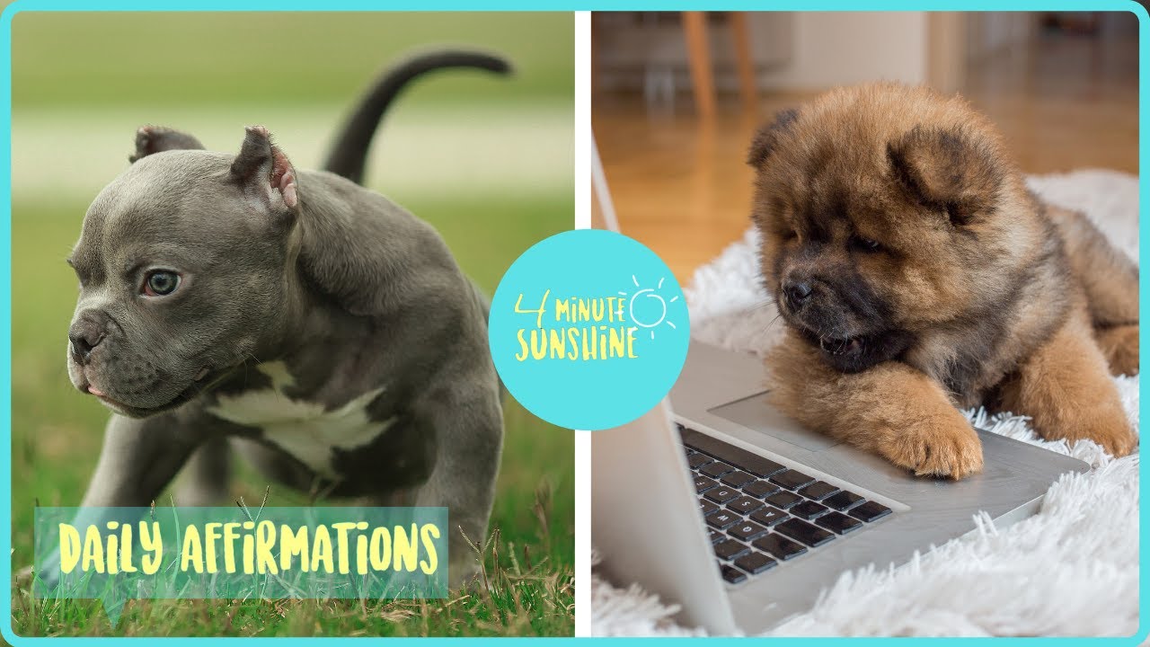 These Animals Crack Me Up - YouTube