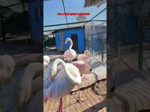 “Flamingo Belgeseli: Güzellik ve Zarafet” hayvan belgeselivahşi yaşamhayvan davranışlarıdoğal ortam