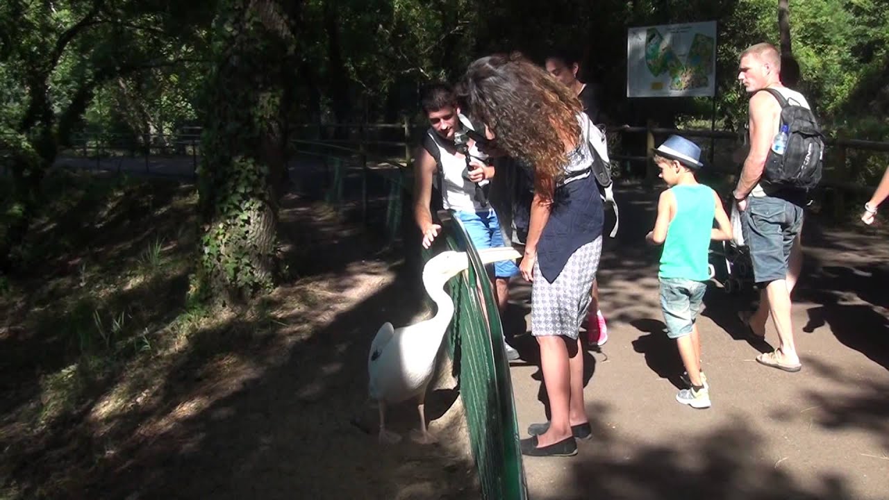 Me with a very affectionate pelican - YouTube