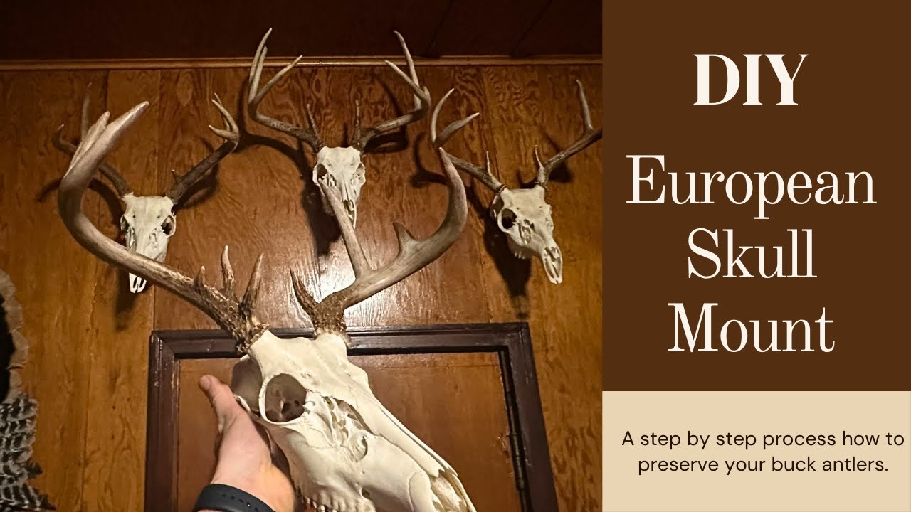 How to Euro Mount Your Own Buck Skull | Step by Step Tutorial - YouTube