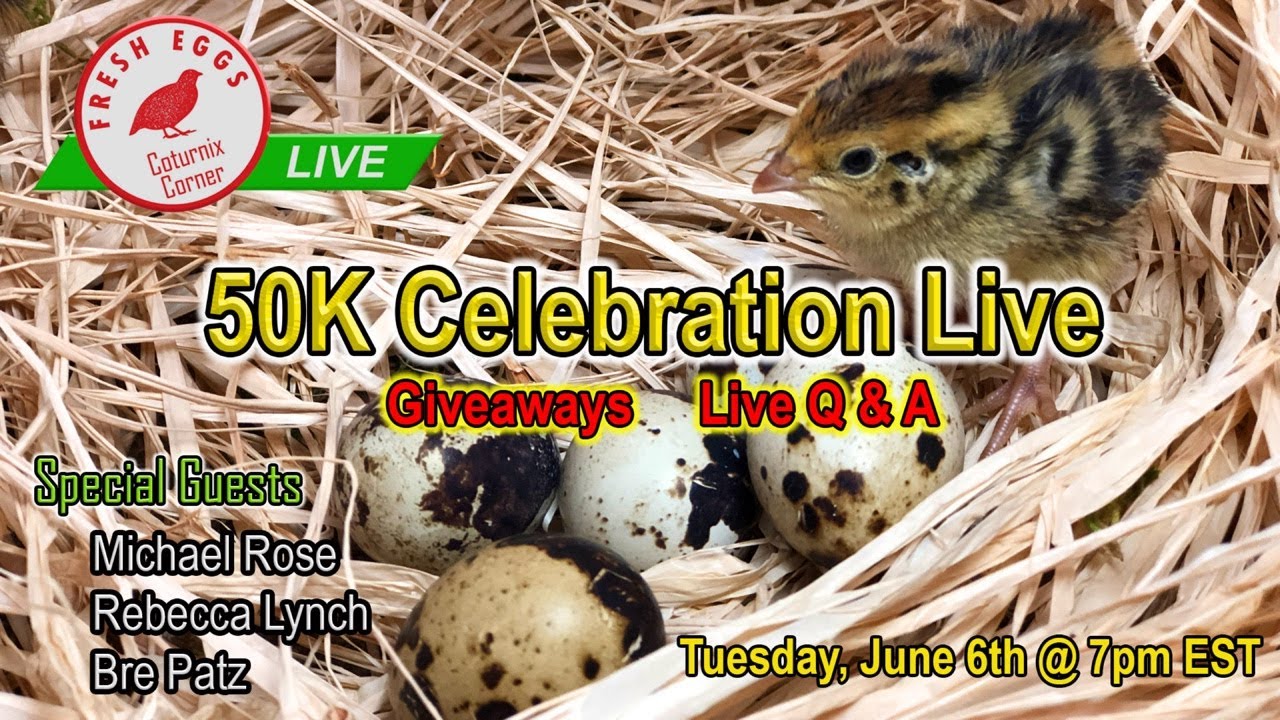 CC LIVE - 50K Celebration LIVE - YouTube
