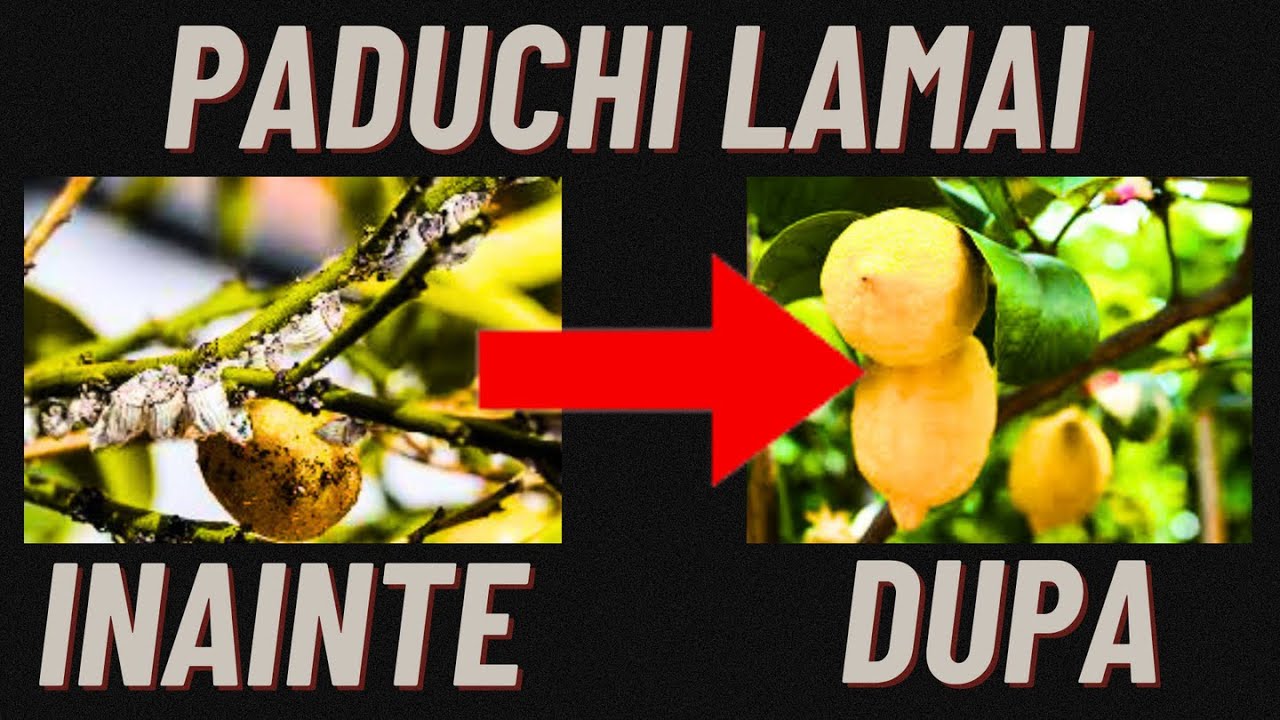 Care e soluția 100% eficienta și naturala pentru PADUCHII LAMAIULUI ...