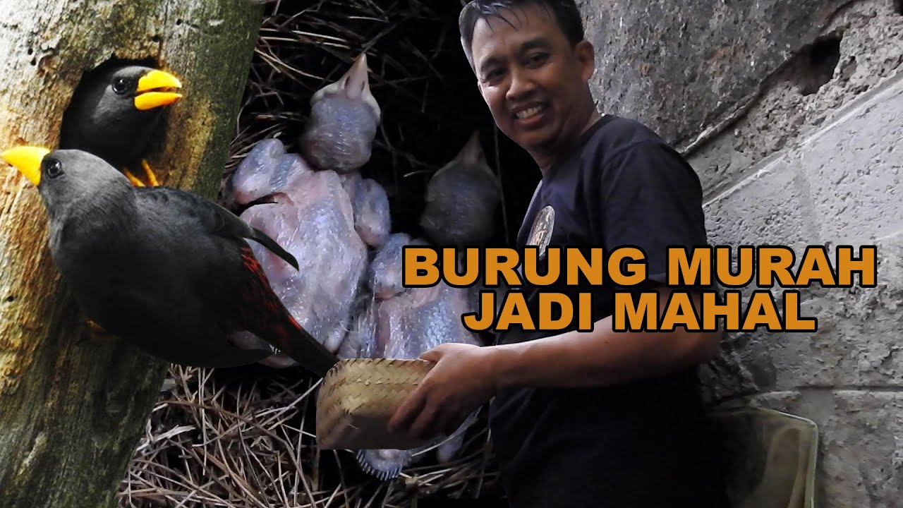 PANEN BURUNG RIO RIO - OMBYOKAN HARGA 75 RIBUAN KALAU DITERNAK GACOR ...