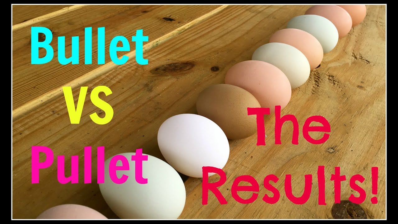 Bullet vs Pullet Eggs~The Results! - YouTube