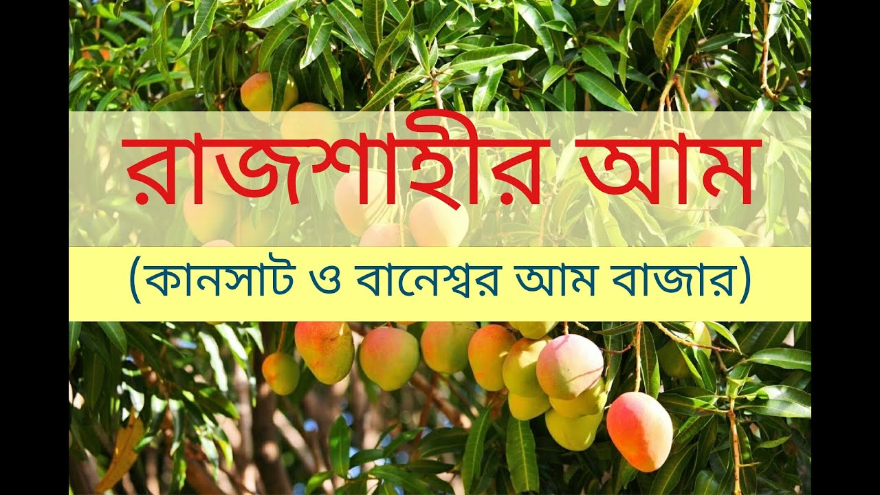 Mangoes of Rajshahi - রাজশাহীর আম । কানসাট ও বানেশ্বর আমের বাজার - YouTube
