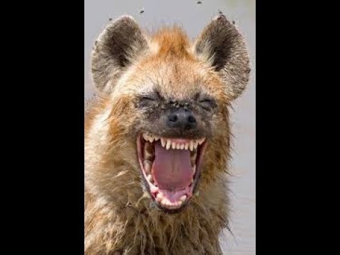 Saksikan Video orang Mabuk Dan Lucu.