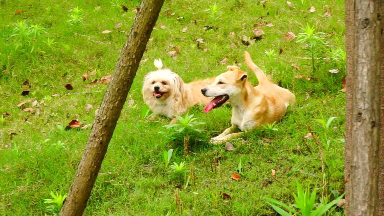 ShangHai Closure：Happy Doge--Why do we met？ - YouTube