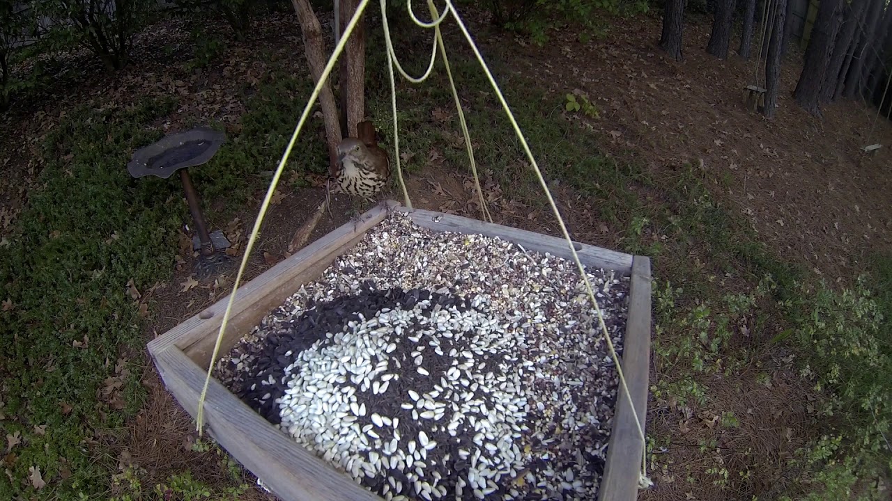 Brown Thrasher eating at a Back yard Bird Feeder - YouTube