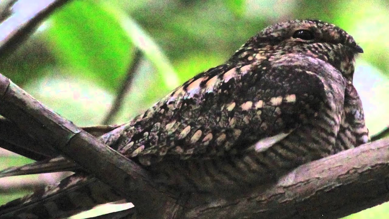 Birds of Pura Vida House, Guanacaste, Costa Rica - YouTube