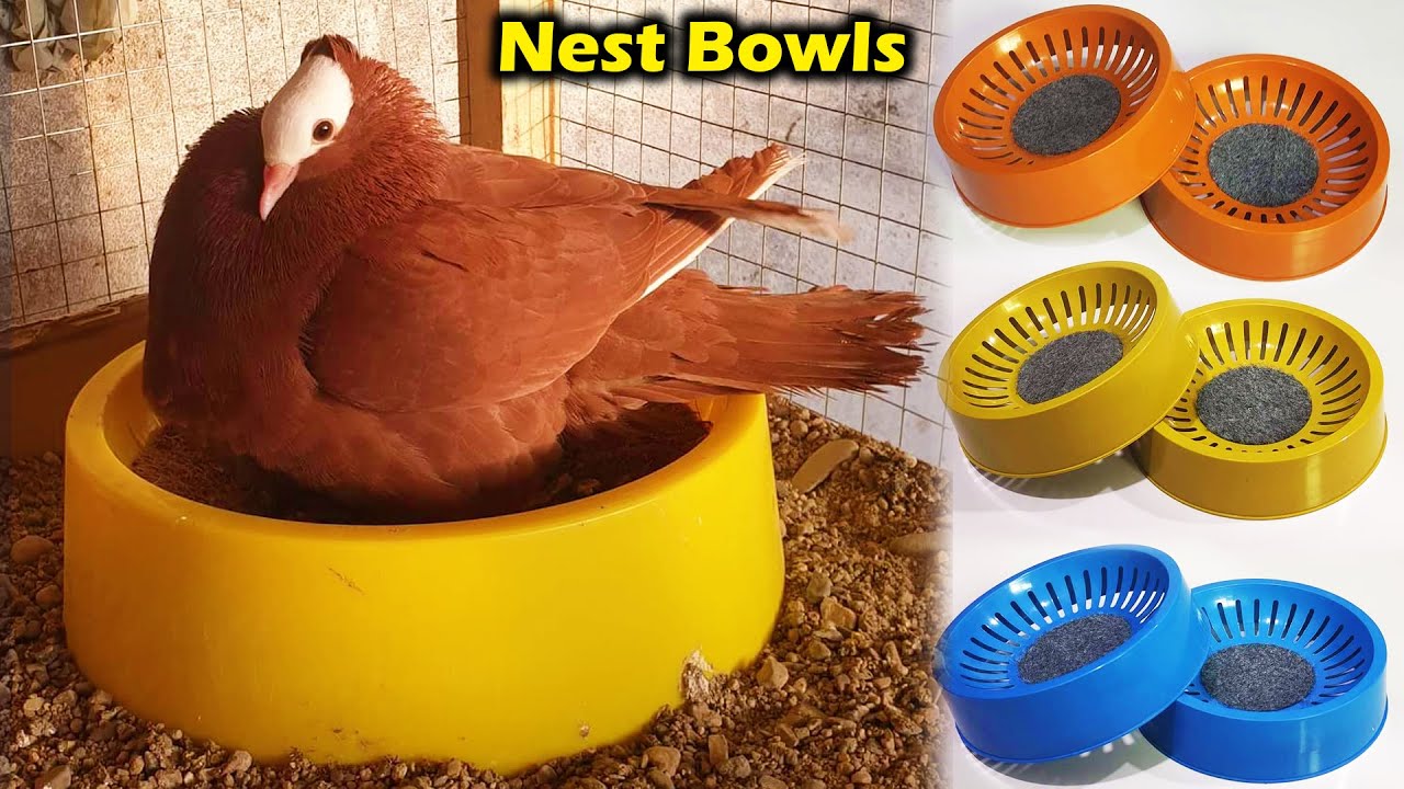 Beautiful Nest Bowls for all type Pigeon | Pigeons Breeding Bowls ...