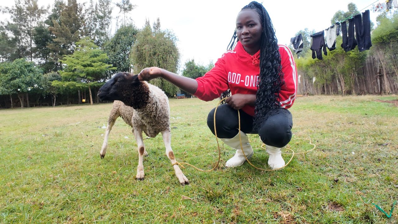 A lady slaughtering sheep for Christmas 🎄,#rubberboots #lady - YouTube