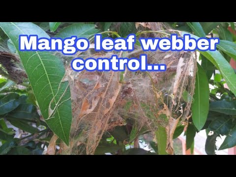 Mango leaf-webber control management | మామిడిలో గూడుపురుగు నివారణ ...