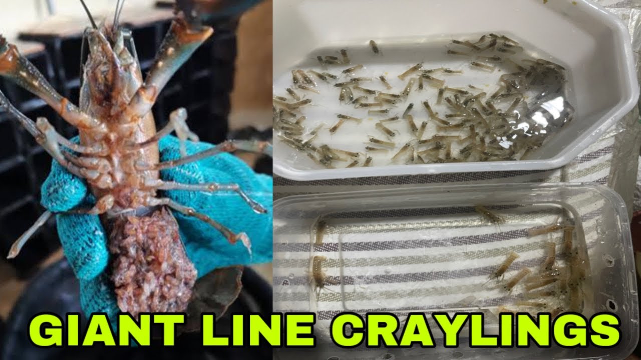 Australian Red Claw - Growing Giant Line Craylings - YouTube