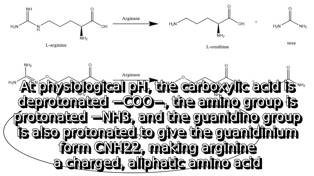 What is aakg arginine | information about arginine - YouTube