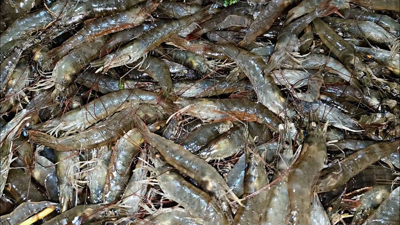 ३ लाख ४० हजार ला घेतली उगर | कोळंबी चा पाऊस | BEST PRAWNS FISHING ...