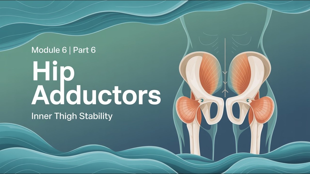 Module 6 — Part 6: Anatomy of the Hip | Hip Adductors & Inner Thigh ...
