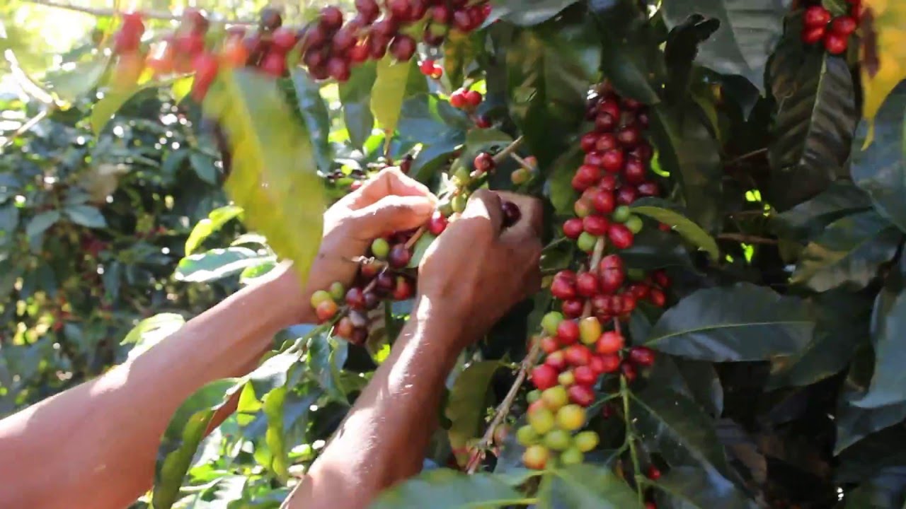 Harvesting Down to Earth Villalobos varietal coffee in Providencia de ...