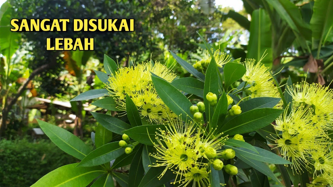 BUNGA YANG SANGAT DISUKAI LEBAH KLANCENG - YouTube