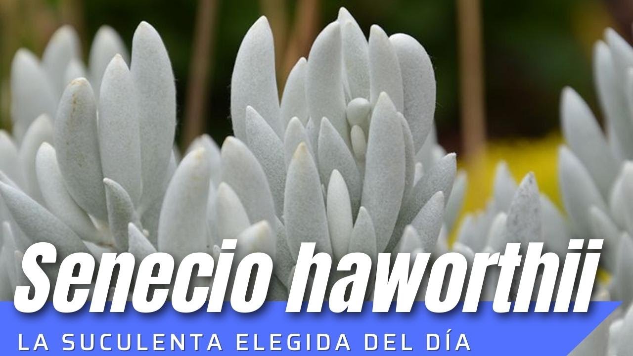 Senecio haworthii // Caputia tomentosa #LaSuculentaElegidaDelDía - YouTube