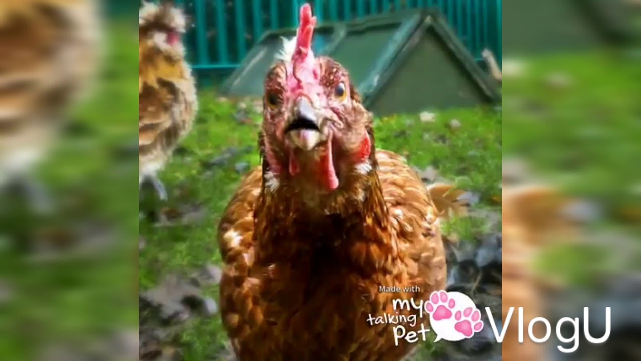 My talking pet/Talking animals/Viral chicken nagsalita na rin sya - YouTube