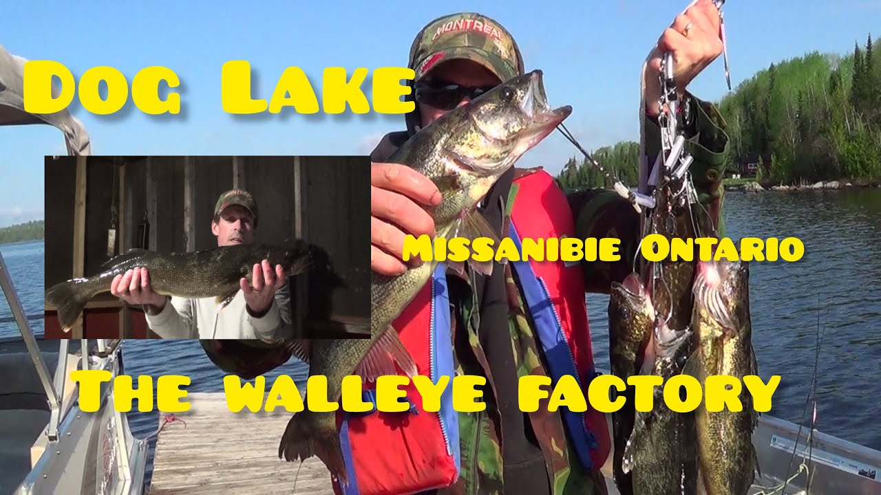 DOG LAKE the walleye factory #walleye #fishing - YouTube