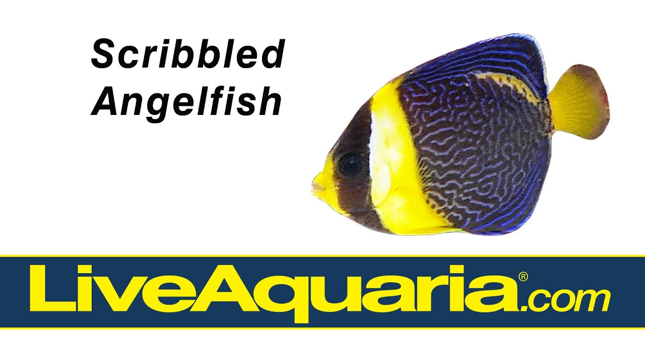 Scribbled Angelfish (Chaetodontoplus duboulayi) | LiveAquaria.com - YouTube