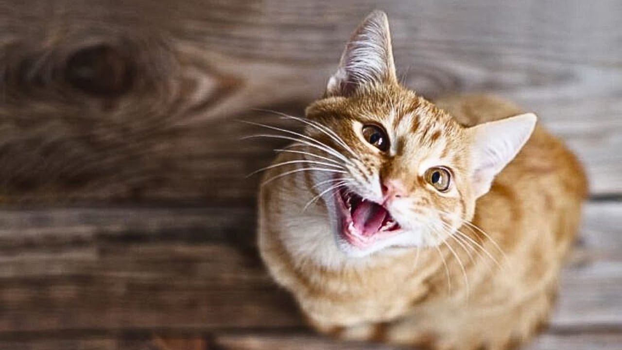 Why Do Cats Meow? Exploring the Reasons Behind This Feline Behavior ...