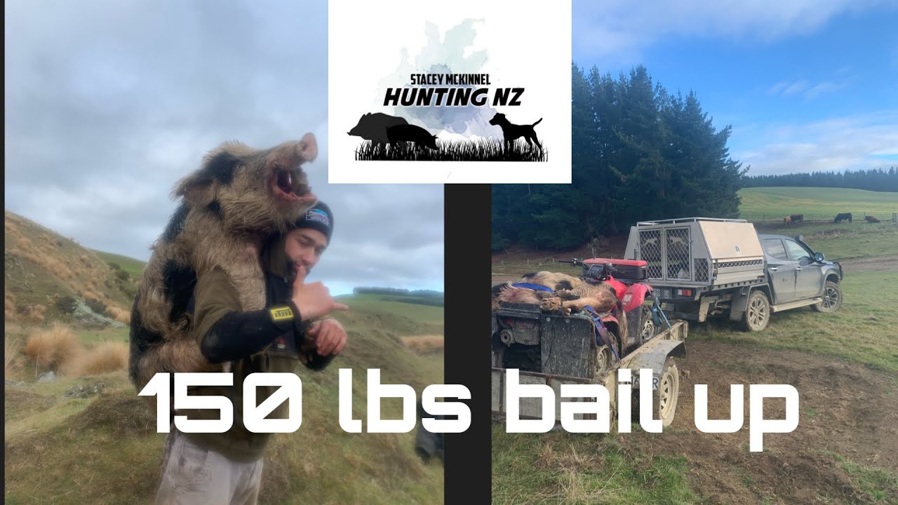 Intense bail /150lbs boar/ Pig hunting Nz - YouTube