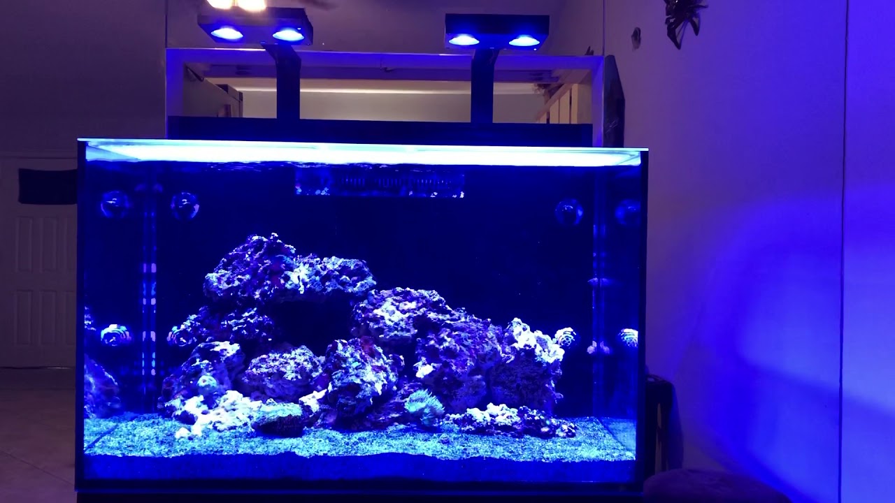 Red Sea Max E260 - YouTube