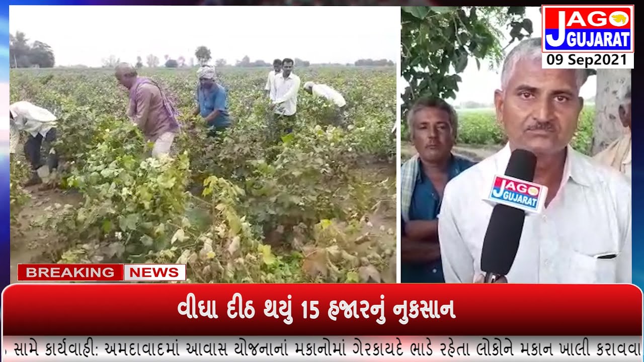 Botad- Crop damage in Ranpur taluka | રાણપુર તાલુકામાં પાકને થયું ...