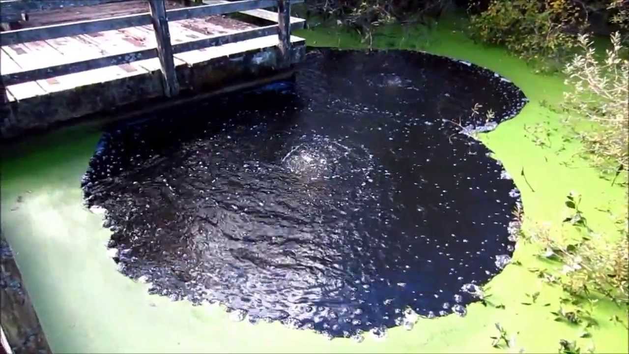 Mysterious Bubbles In Swamp - YouTube