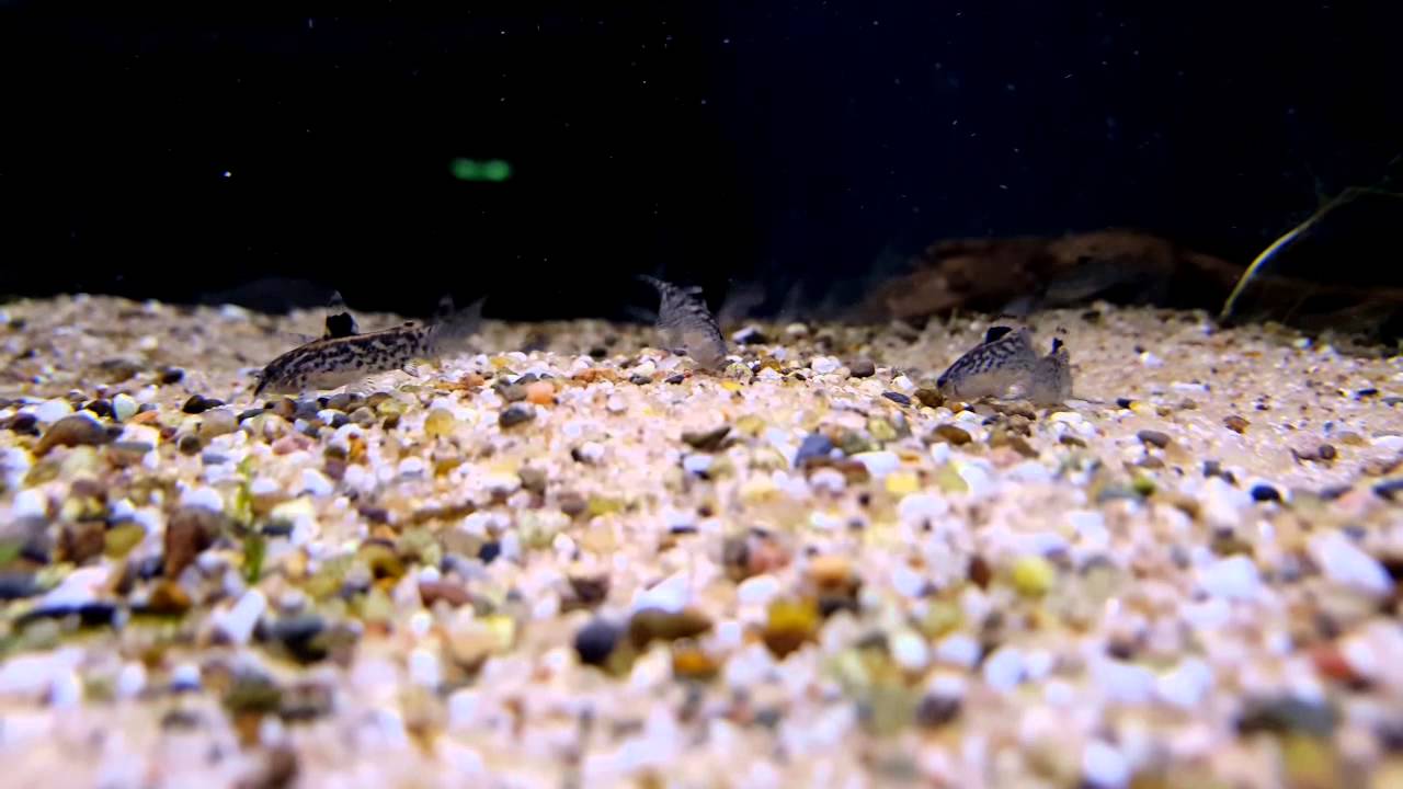 Corydoras (ex-Aspidoras) pauciradiatus (wild) bij Aquarium Speciaalzaak ...