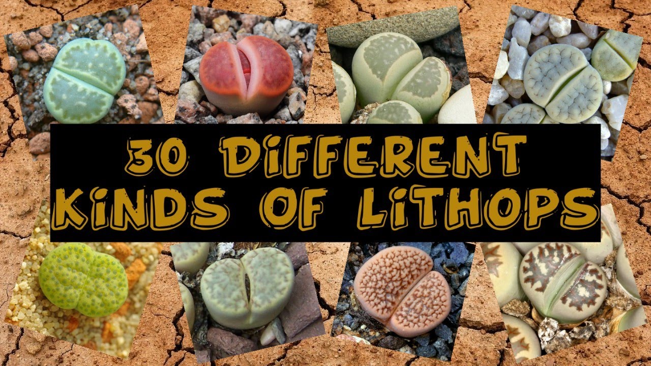 30 Different Kinds Of Lithops (Living Stones) - YouTube