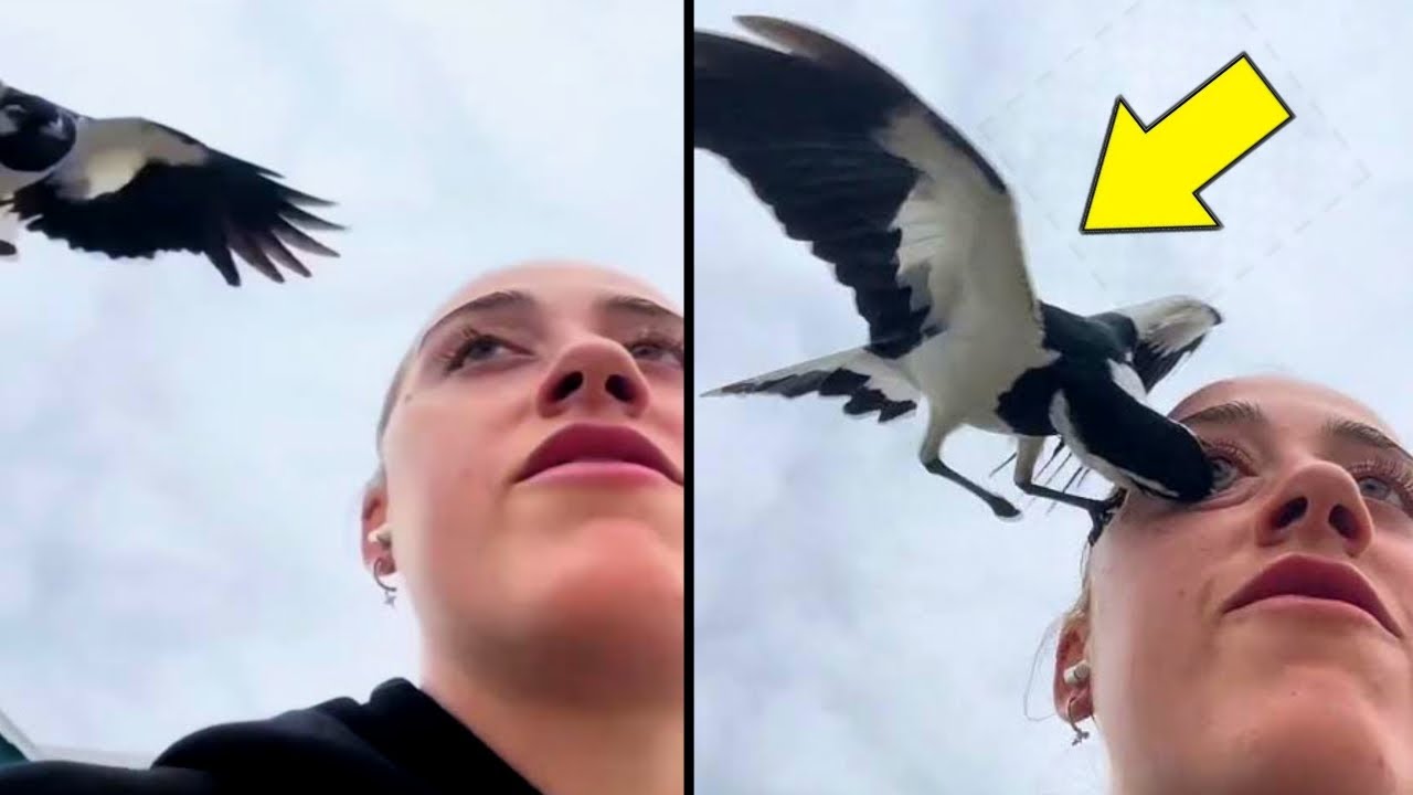 Top 5 Deadliest Birds in the World| Dangerous Birds in the World. - YouTube