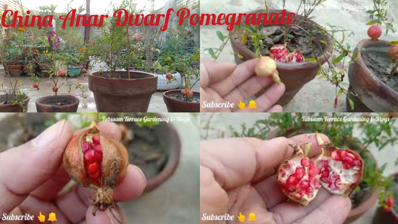 China Anar \ Chinese Anar Dwarf pomegranate plant care & easy ...
