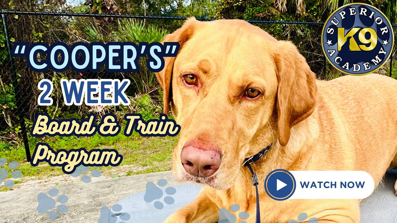 Heavy Pulling 5 Year Old Labrador Retriever “Cooper” | 2 Week Board ...