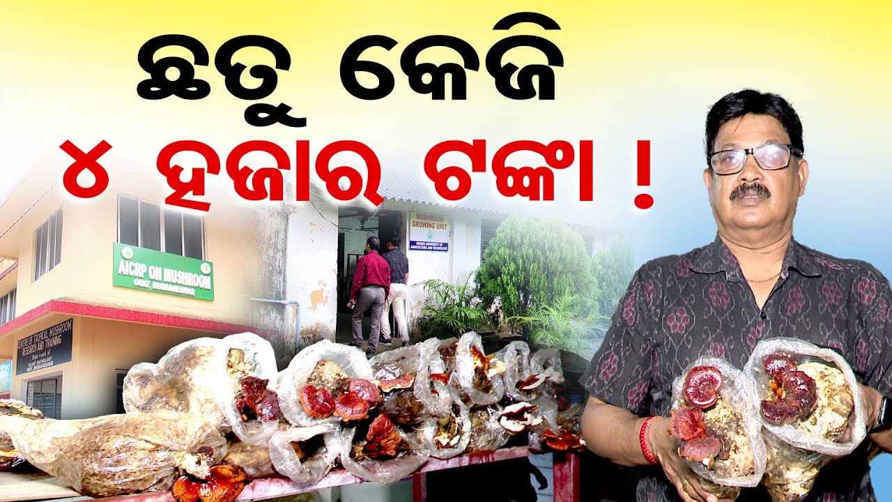 ଛତୁ କେଜି 4 ହଜାର ଟଙ୍କା! || Ganoderma Mushroom Cultivation || OUAT ...