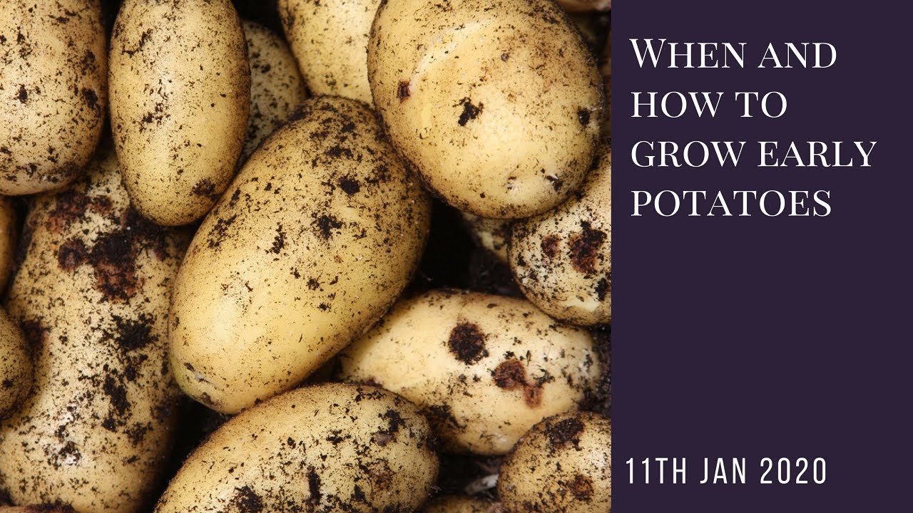 When and How to Grow Early Potatoes - YouTube