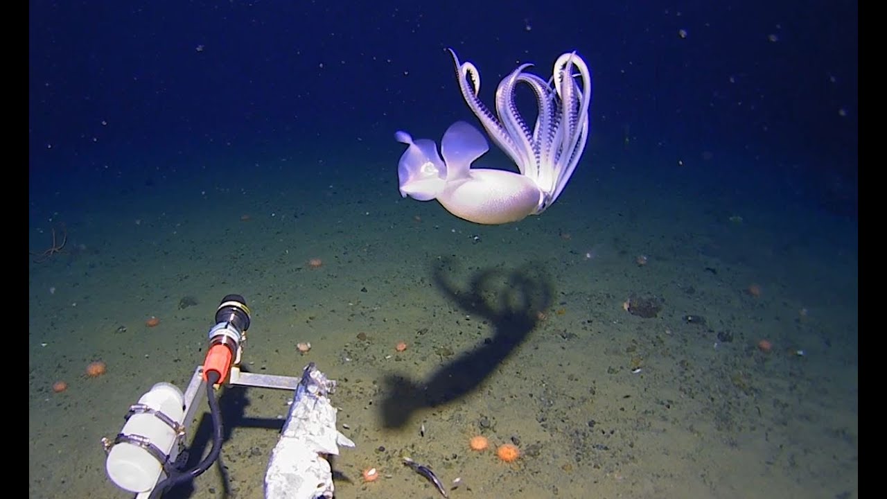 Expedition Antarctica delivered in squids! 🦑 - YouTube