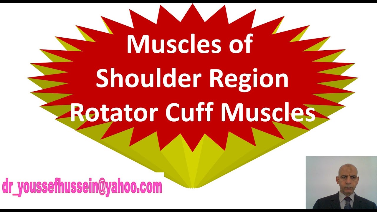 10. Shoulder region - Deltoid - Rotator cuff muscles - YouTube