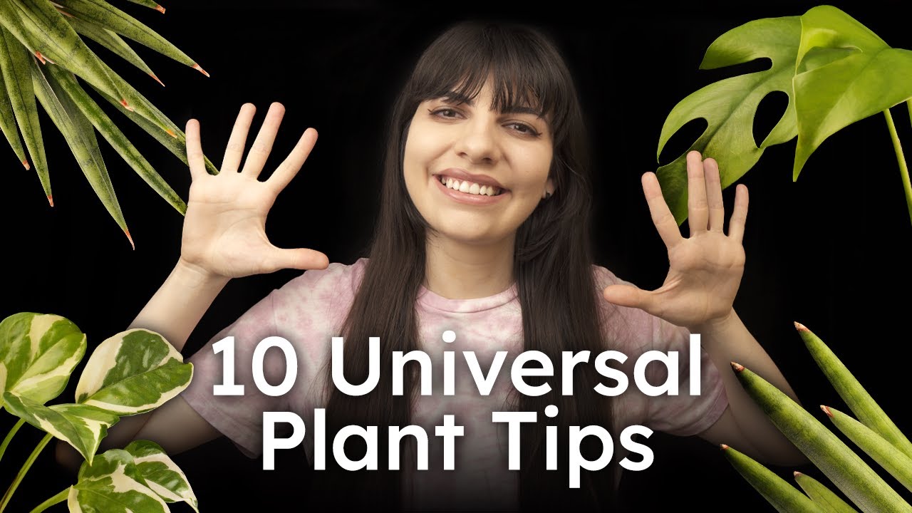 10 Universal Plant Tips that Will Work on Any Houseplant - YouTube